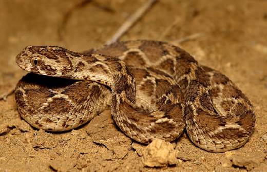 Top 10 Most Venomous Snakes in The World (2024)