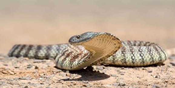 Top 10 Most Venomous Snakes in The World (2024)