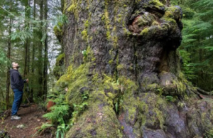 Top 10 Biggest Trees in the World 2024