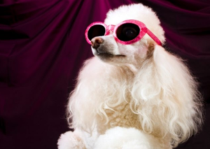 Top 10 Richest Pet Animals in the World 2022 - Webbspy