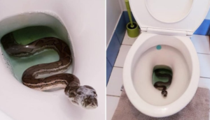 How to Get Rid of Snakes in Your Home & Toilets (Effective tips)